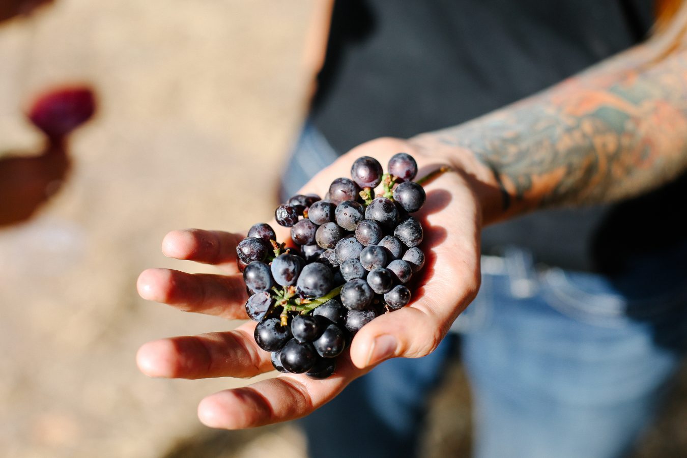 Wine Club - Bonny Doon Vineyard